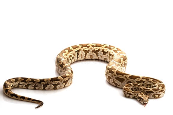 Pitone Indiano Della Roccia Immagine Stock - Immagine di natura ...