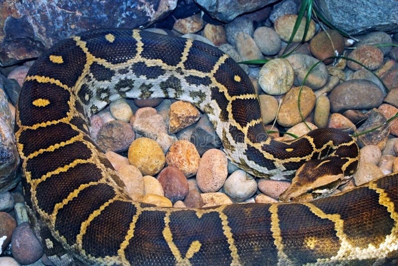 Molurus Indiano Di Molurus Del Pitone Del Pitone Di Roccia in Zoo Barcellona Immagine Stock ...