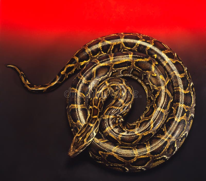 Pitone reale fotografia stock. Immagine di pitone, pieno - 11747356