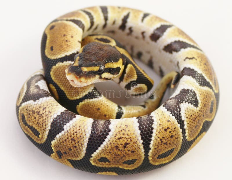 Tipo Selvaggio Pitone Reale Fotografia Stock - Immagine di reale ...