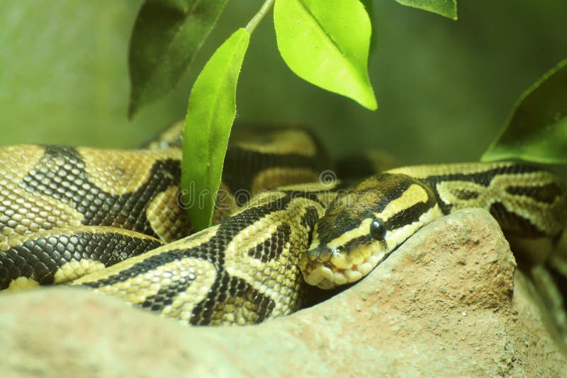 Testa reale del pitone immagine stock. Immagine di rettile - 331643