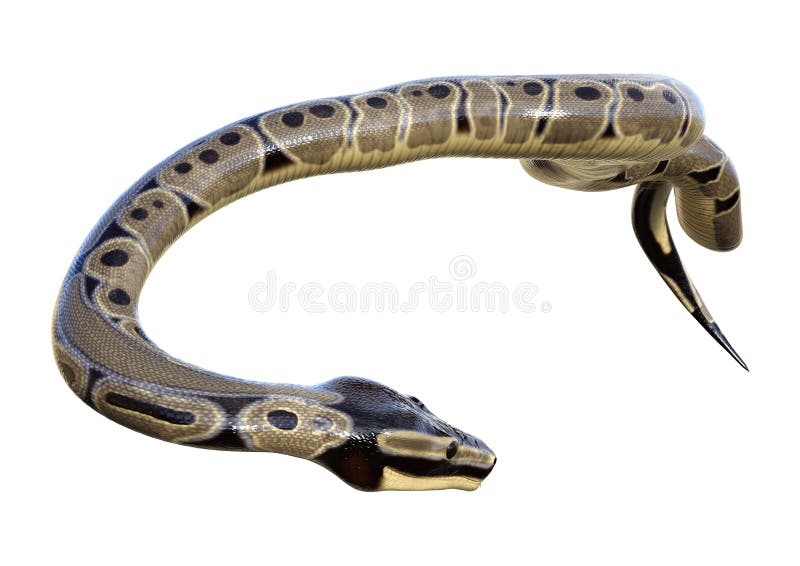 Pitone Reale Della Rappresentazione 3D Su Bianco Fotografia Stock ...