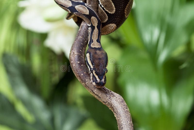 Serpente Reale Del Pitone Su Un Ceppo Fotografia Stock - Immagine di ...