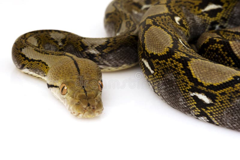 Pitone Reticolare (reticulatus Di Malayopython) Fotografia Stock ...