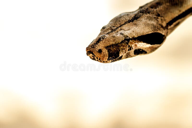 Pitone - Testa Del Serpente Di Brown Fotografia Stock - Immagine di ...