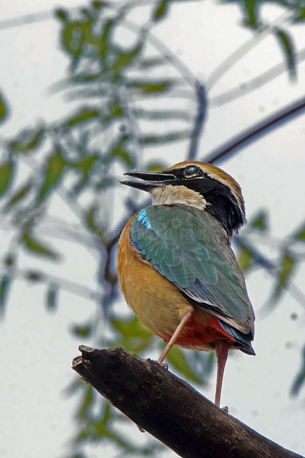 Pitta in Nesting Session at Gujarat Stock Image - Image of sparrow ...