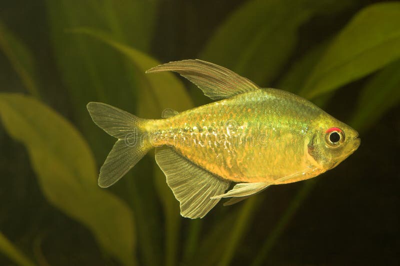 Pittieri de Moenkhausia imagen de archivo. Imagen de diamante - 3993895