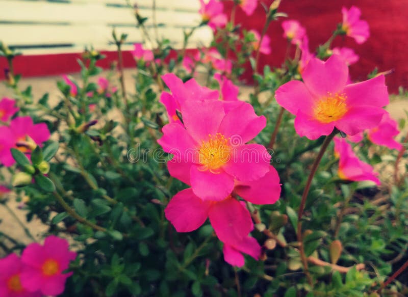 Pittles Cor-de-rosa Do Cervo Foto de Stock - Imagem de pequeno ...