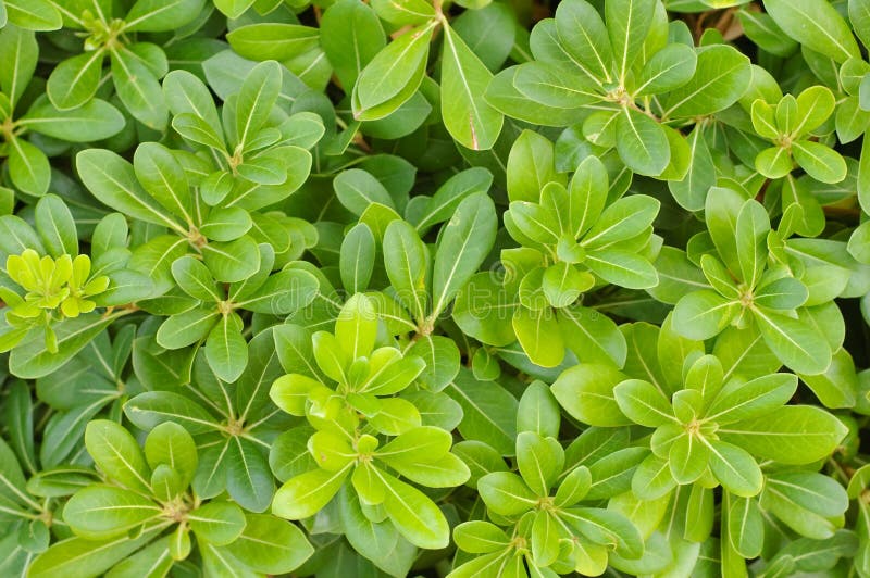 Pittosporum cespuglio immagine stock. Immagine di cespuglio - 11263979