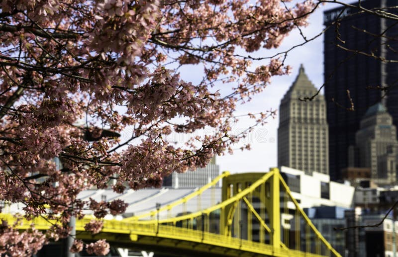 Pittsburgh with Cherry Blossom S Blooming in 2023. Stock Photo - Image ...