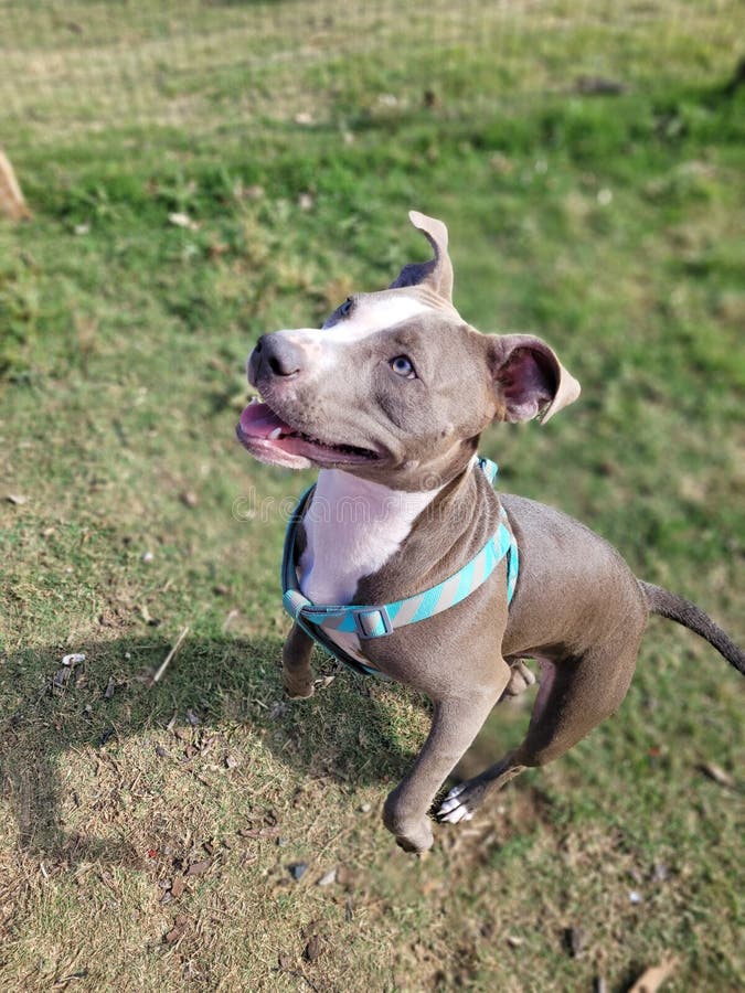 Pitty Pitbull Puppy Blue Ghost Stock Photo - Image of puppy, blue ...