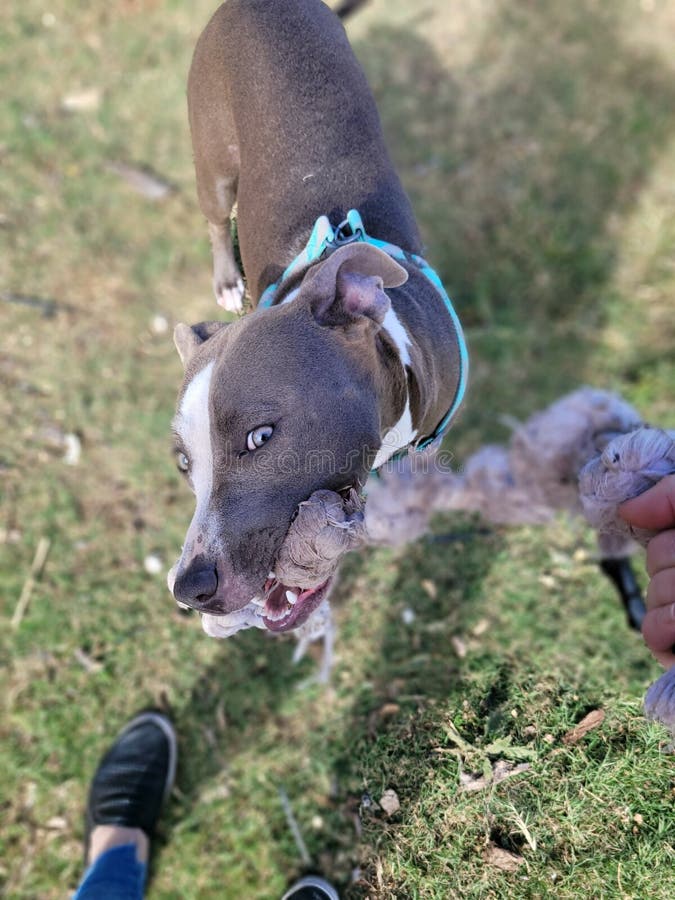 Pitty Pitbull Puppy Blue Ghost Stock Image - Image of grass, flower ...