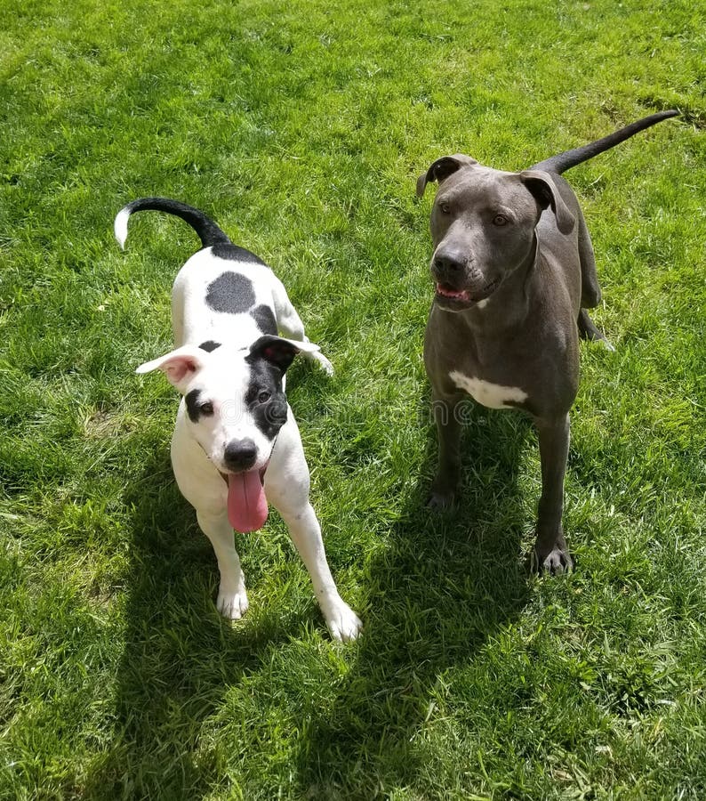 Pitty Pups Stock Photos - Free & Royalty-Free Stock Photos from Dreamstime