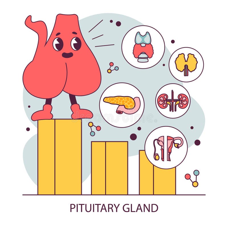 Pituitary Gland Anatomy. Human Endocrine System, Brain and Hypothalamus ...