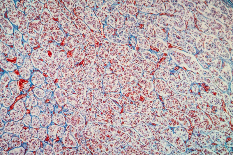 143 Hypothalamus Histology Slide Stock Photos - Free & Royalty-Free ...