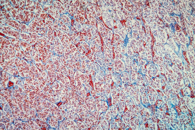 111 Hypothalamus Histology Slide Stock Photos - Free & Royalty-Free ...