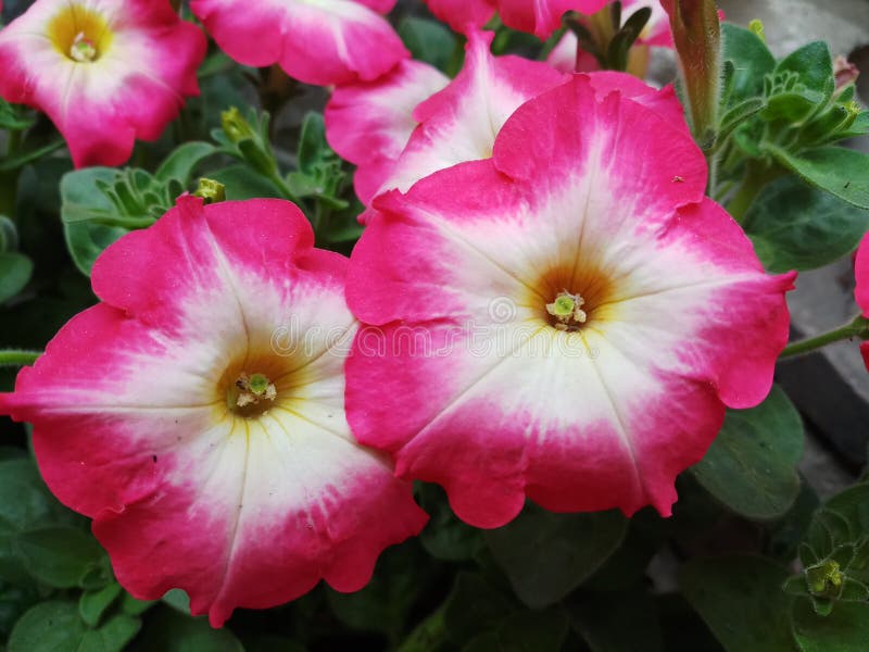 Pitunia flower stock photo. Image of radish, seasonflower - 126466050