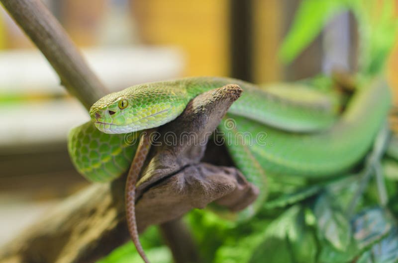 Vipera di pozzo verde fotografia stock. Immagine di attacco - 39901106
