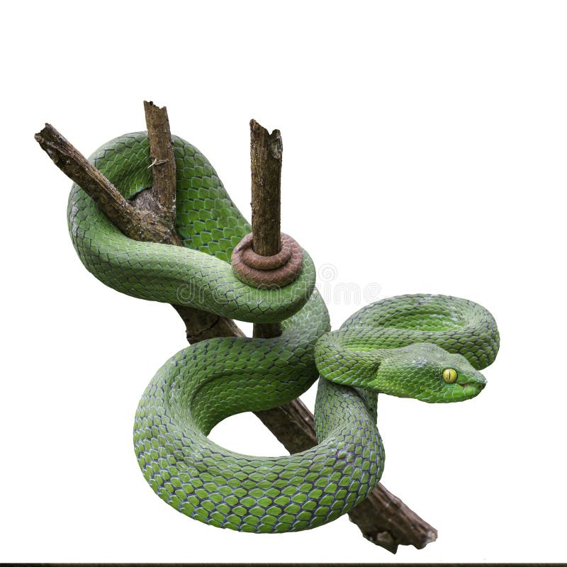 Pitviper Verde Gran-osservato O Vipera Asiatica Verde Del Vipera Di ...