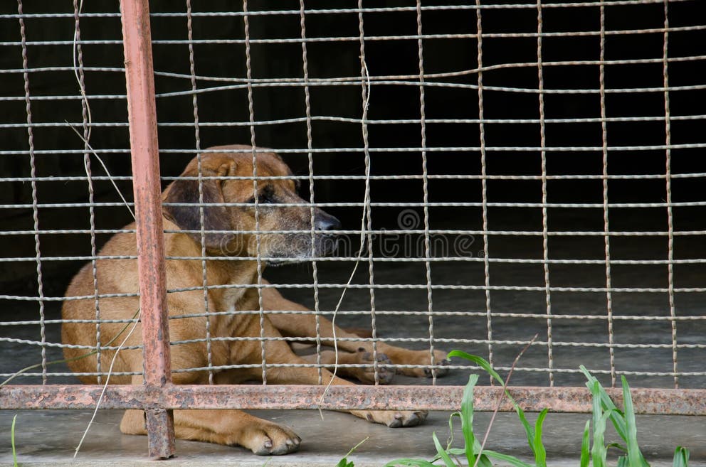 Pity dog stock image. Image of fence, pedigree, concept - 32711505