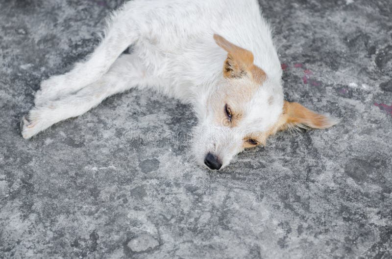 Pity dog stock image. Image of fence, pedigree, concept - 32711505