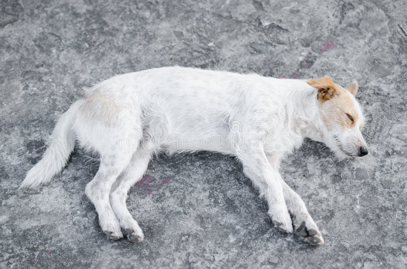 Pity dog stock photo. Image of hurt, homeless, help, wounded - 35924824