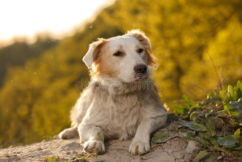 Pity Ginger Dog Outdoor on Green Background Stock Image - Image of ...