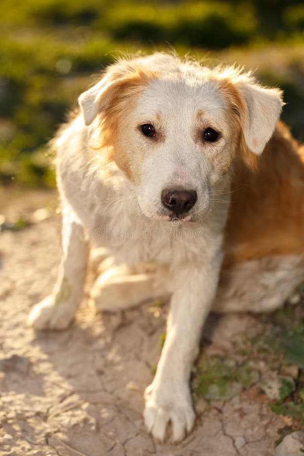 Pity Ginger Dog Outdoor on Green Background Stock Image - Image of ...