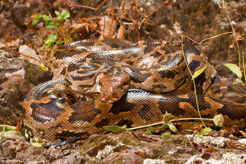 Pitón De Roca Indio, Molurus De Python, Barnawapara WLS Foto de archivo - Imagen de nadie ...