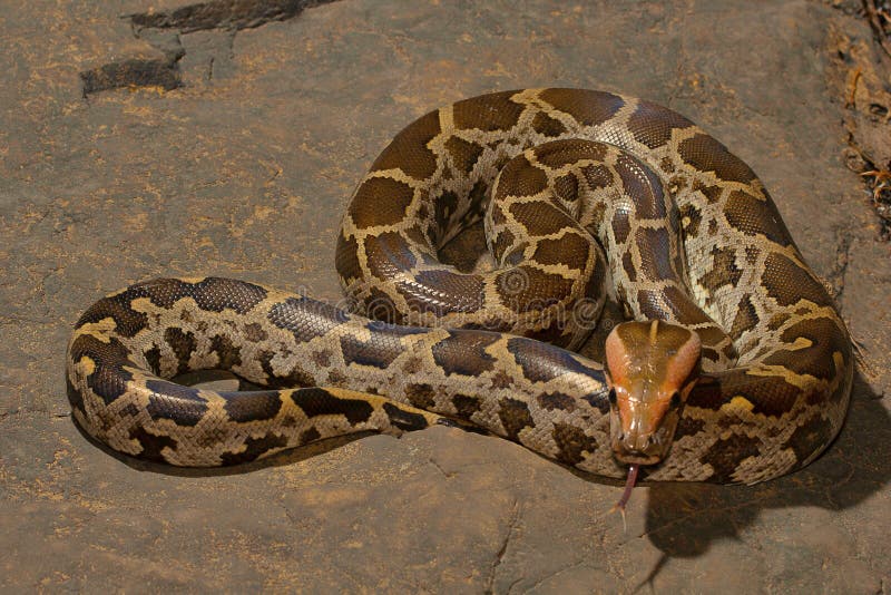 Roca Python India En Hábitat Foto de archivo - Imagen de animales, living: 47751466