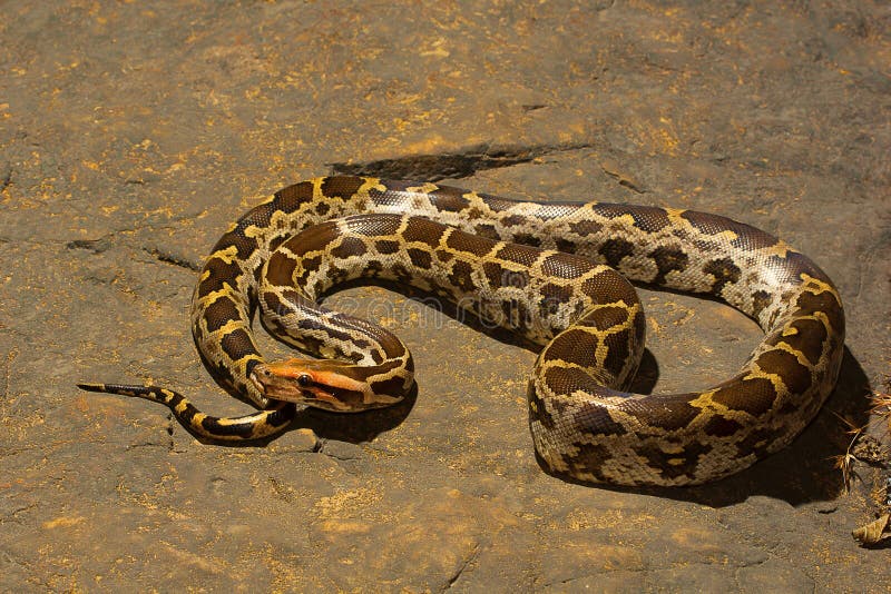 Python Molurus O Python De Roca India O Python De Cola Negra En El Parque Nacional Keoladeo ...