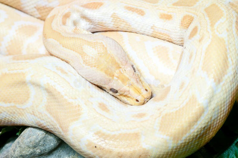 Bivittatus Del Molurus De Albino Burmese Python Python Imagen de archivo - Imagen de endangered ...