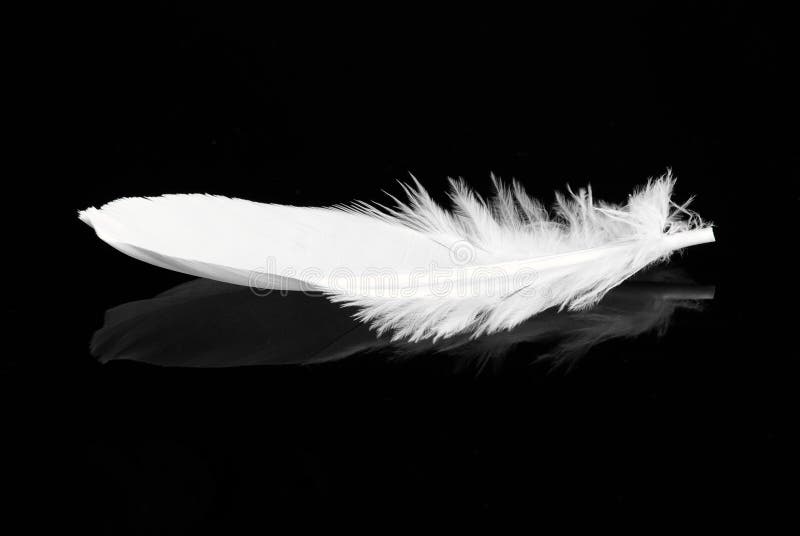 Piuma immagine stock. Immagine di macro, estratto, fuoco - 14365239