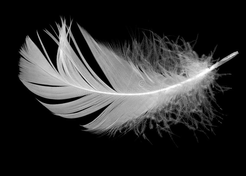 Piuma fotografia stock. Immagine di mosca, sbuffo, luce - 1907908