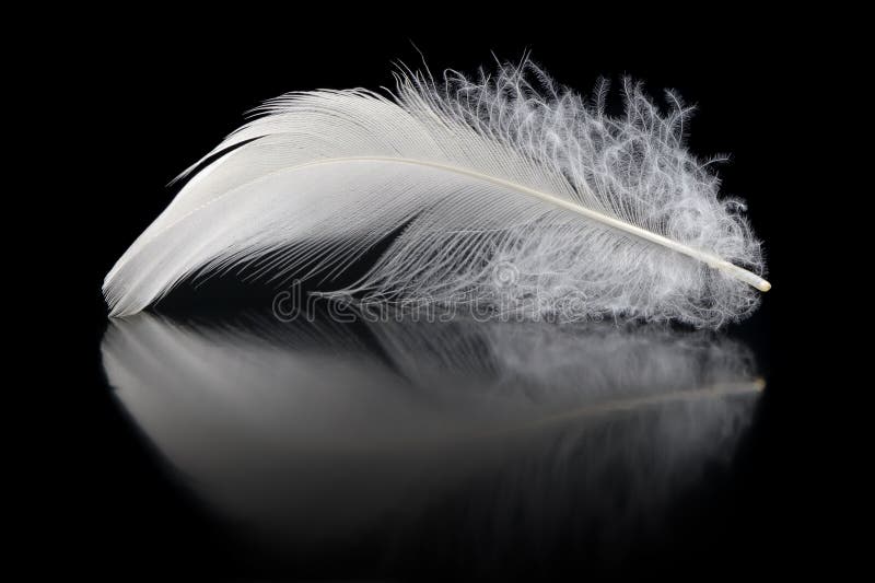 Insieme Della Penna Della Piuma Di Colore Astratto Fotografia Stock ...