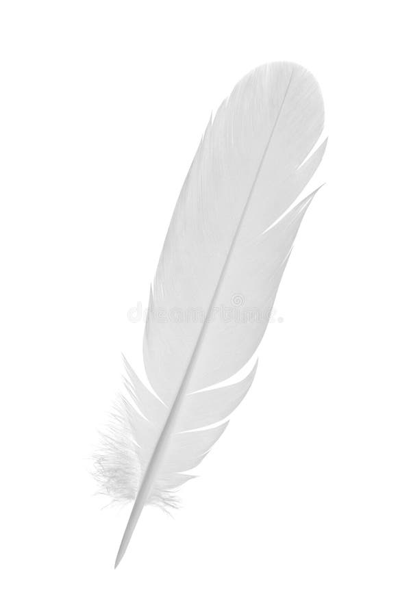 Piuma fotografia stock. Immagine di penna, leggero, cigno - 27802724