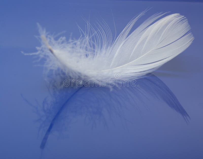 Piuma fotografia stock. Immagine di isolato, riga, aviario - 4274112