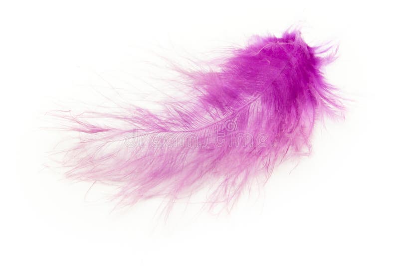 Piuma immagine stock. Immagine di particolare, cigno, viola - 7099847