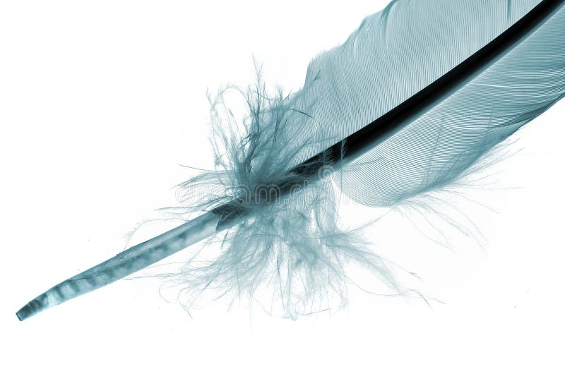 Piuma fotografia stock. Immagine di creatività, bianco - 8794906