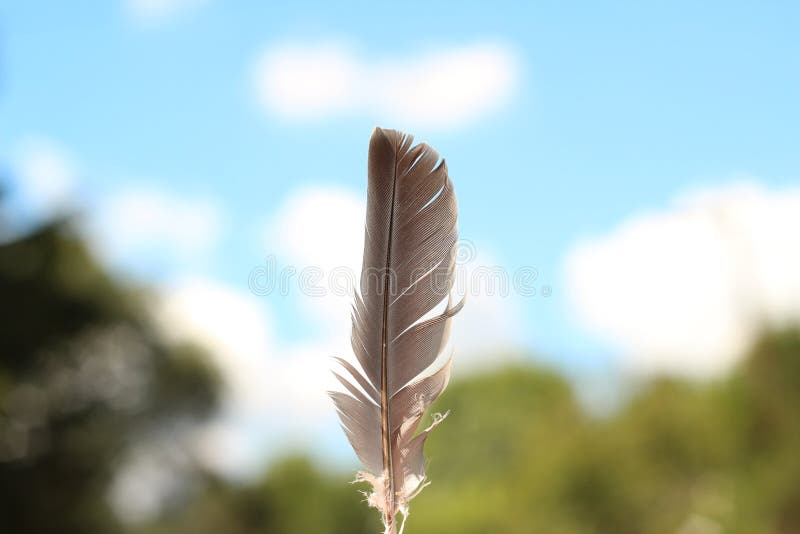 Piuma immagine stock. Immagine di liscio, piuma, estate - 95227163