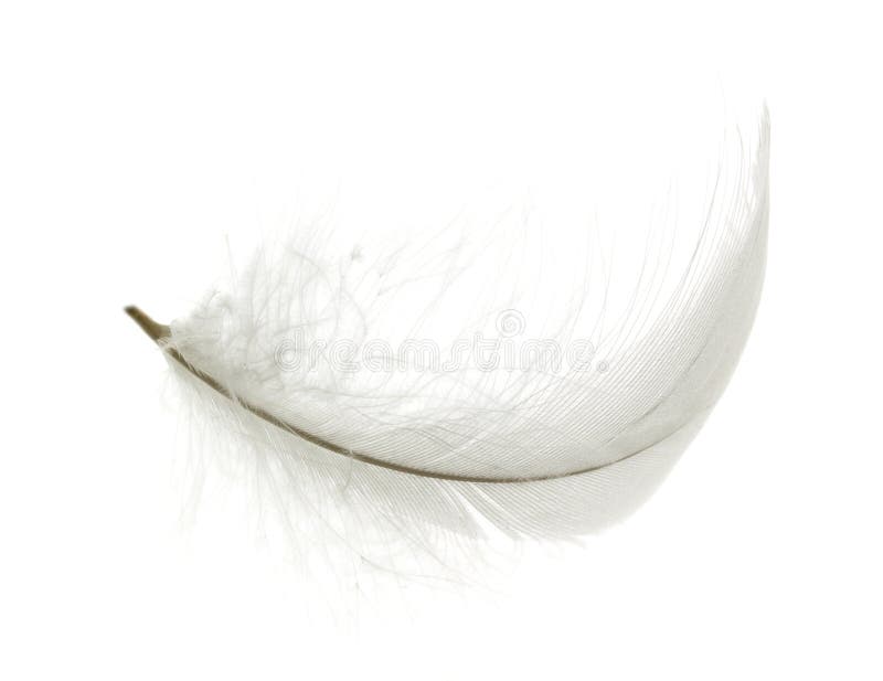 Piuma bianca fotografia stock. Immagine di eleganza, isolato - 29628604
