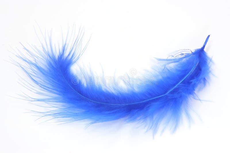 Piuma blu fotografia stock. Immagine di struttura, delicato - 2700654