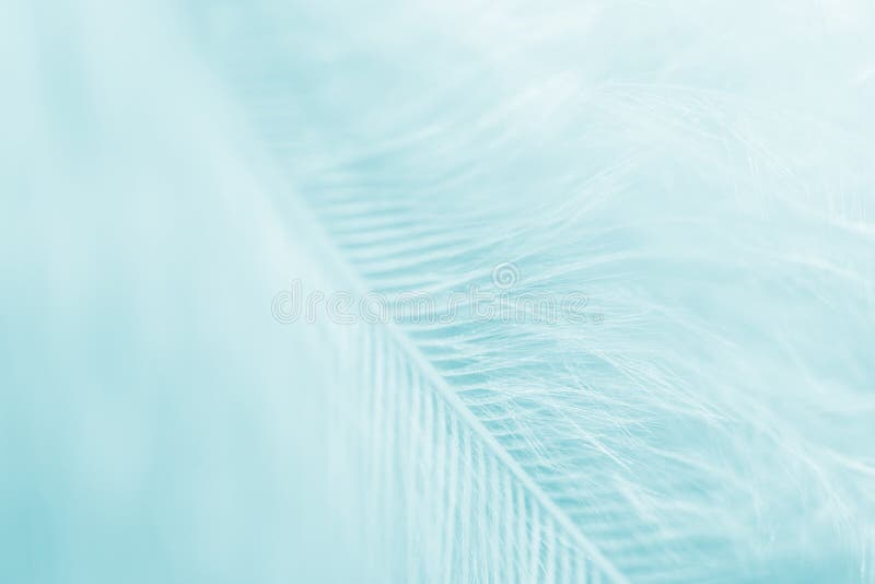 Piuma Viola Colorata Foto Stock - Download 63 Royalty Free Photos