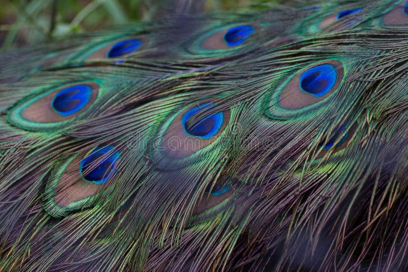 Piuma del pavone immagine stock. Immagine di bellezza - 95877587