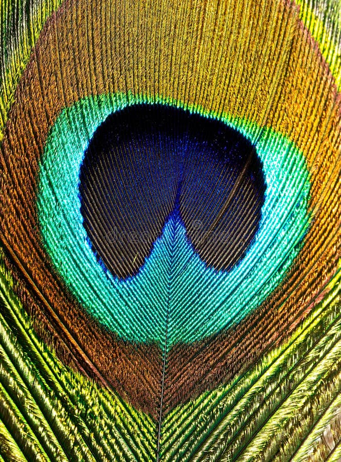 Piuma del pavone immagine stock. Immagine di uccello, flamboante - 48125