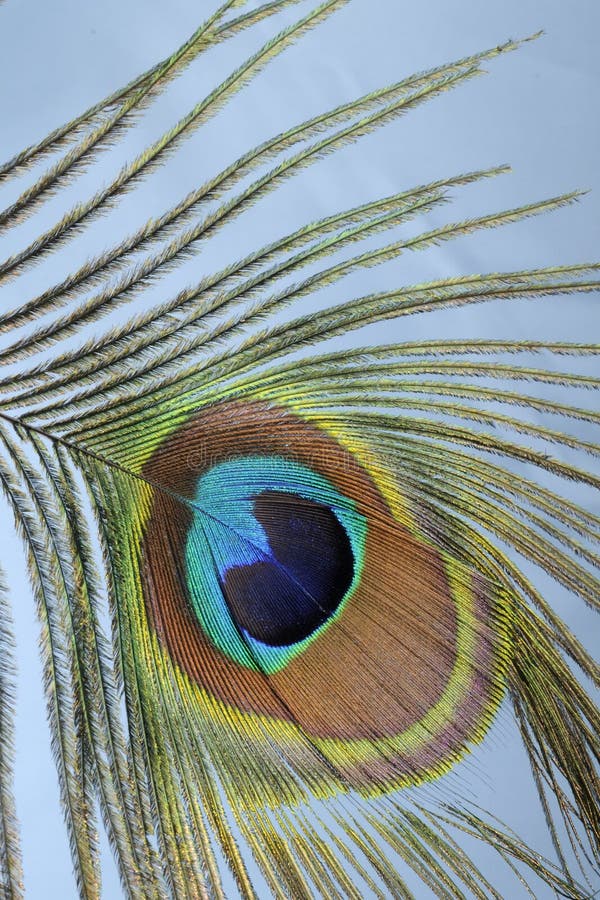 Piuma Del Pavone Sul Primo Piano Bianco Immagine Stock - Immagine di ...