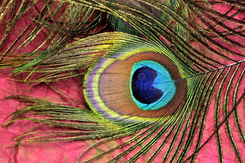 Piuma Del Pavone Sul Primo Piano Bianco Immagine Stock - Immagine di ...