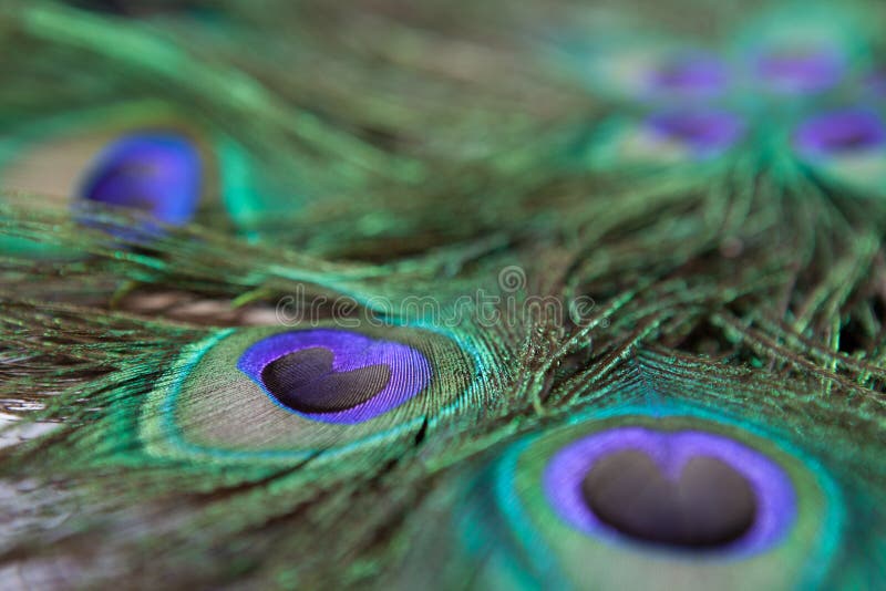 Piuma di pavone fotografia stock. Immagine di verde, antecedenti - 15286536