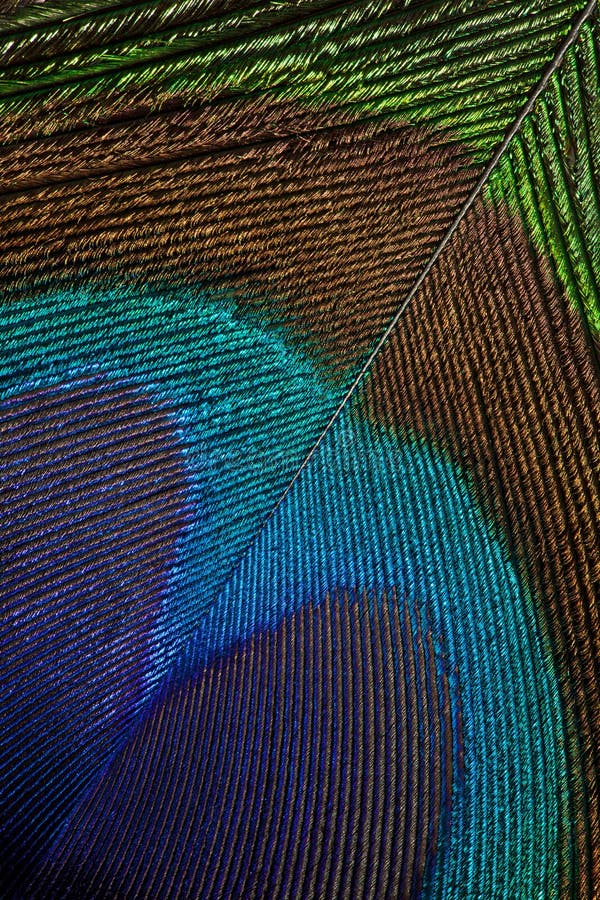 Piuma del pavone fotografia stock. Immagine di lucidare - 16665952