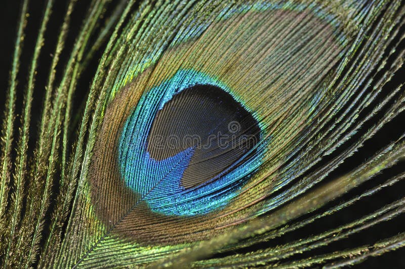 Piuma del pavone immagine stock. Immagine di pavone, modello - 2177025